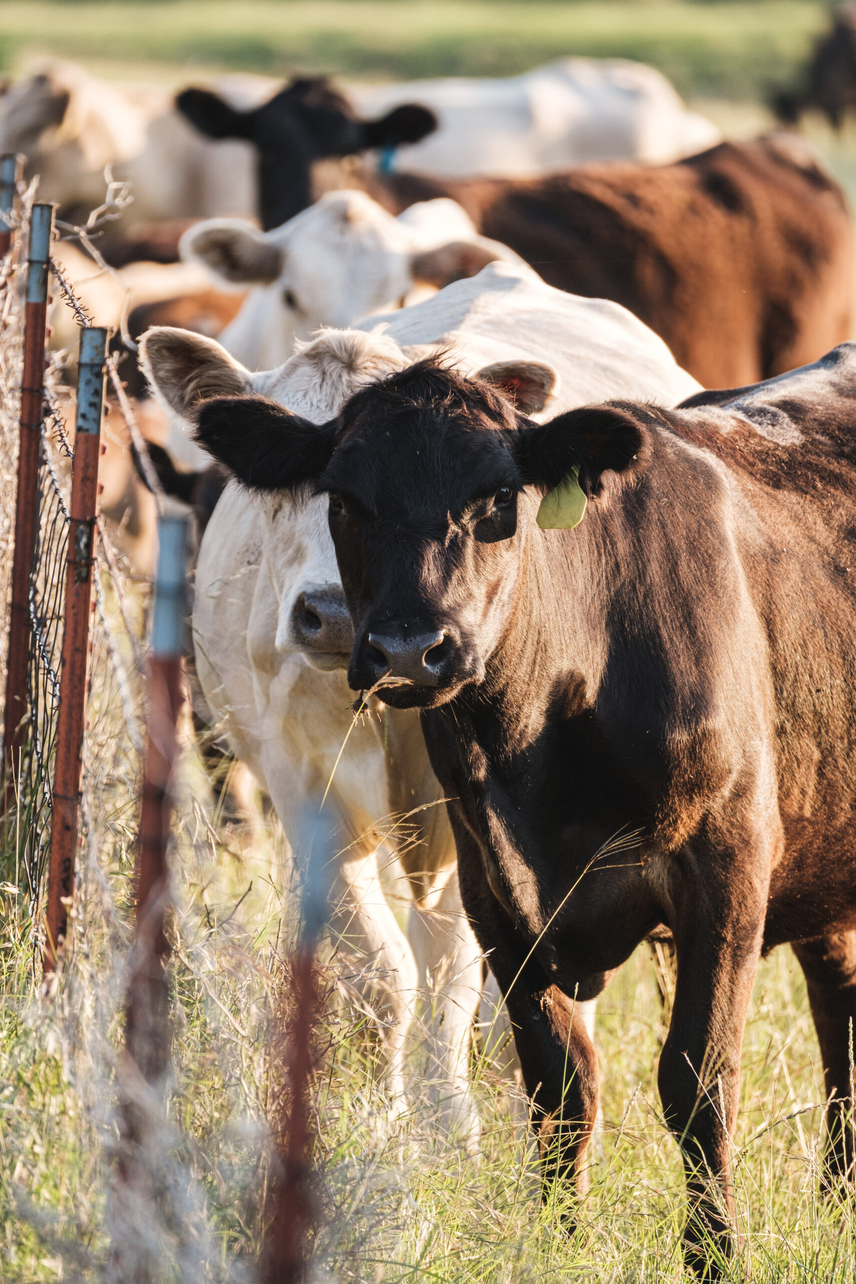 Texas Beef Quality Assurance